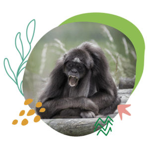 Atèles variés - Parc Animalier d'Auvergne