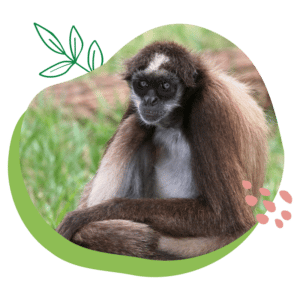 Atèles variés - Parc Animalier d'Auvergne