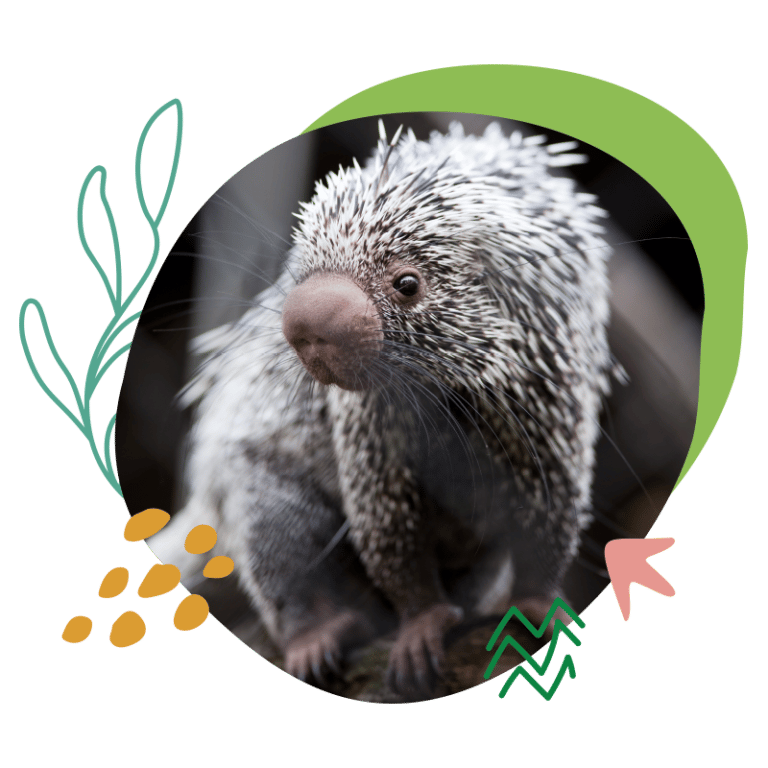 Coendous - Parc Animalier d'Auvergne