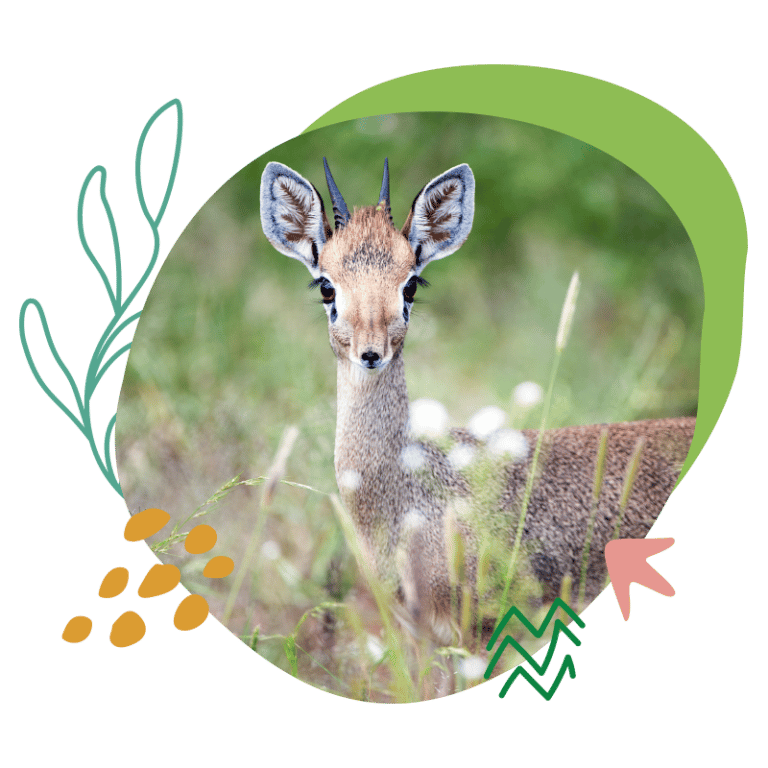 Dik Diks de Kirk - Parc Animalier d'Auvergne