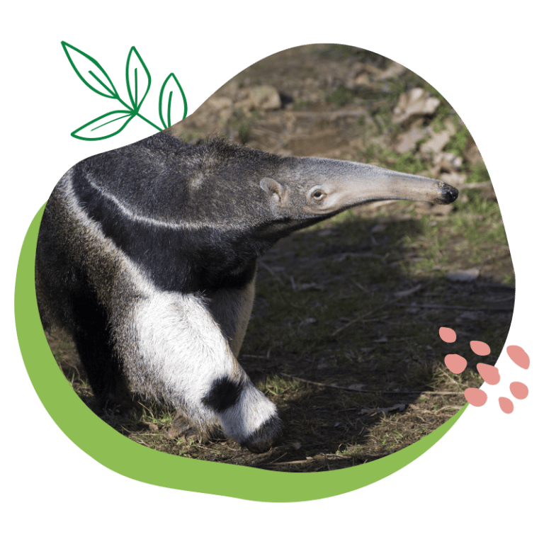 Fourmiliers géants - Parc Animalier d'Auvergne