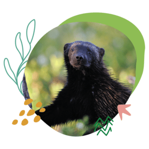 Gloutons - Parc Animalier d'Auvergne