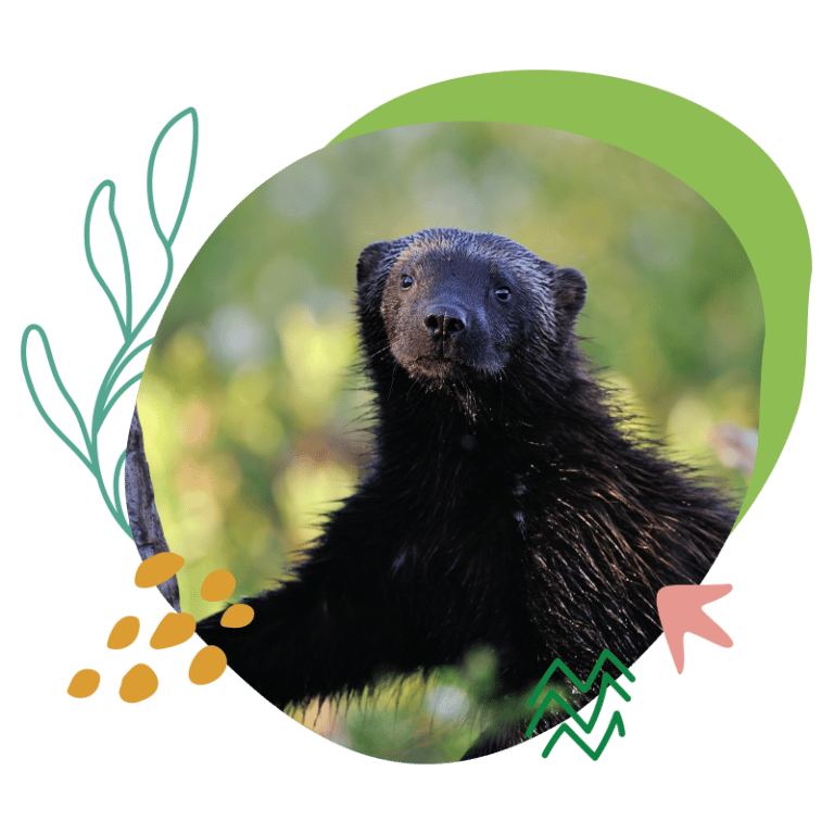 Gloutons - Parc Animalier d'Auvergne