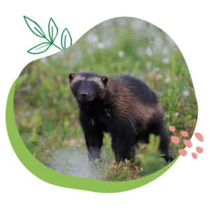 Gloutons - Parc Animalier d'Auvergne