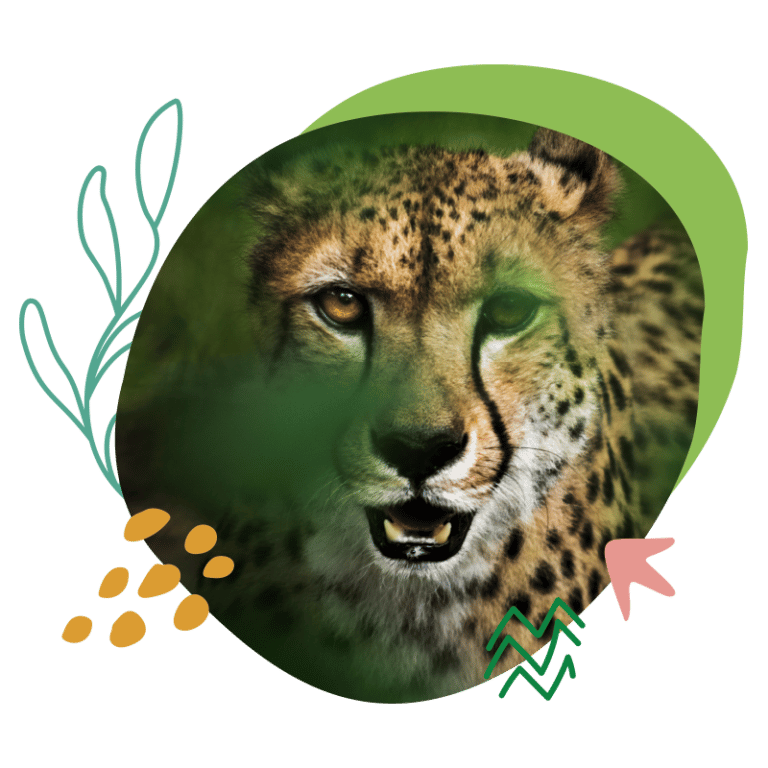 Guépards - Parc Animalier d'Auvergne