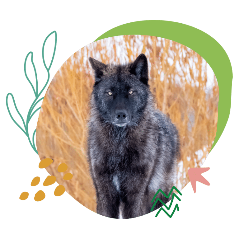 Loups du Canada - Parc Animalier d'Auvergne