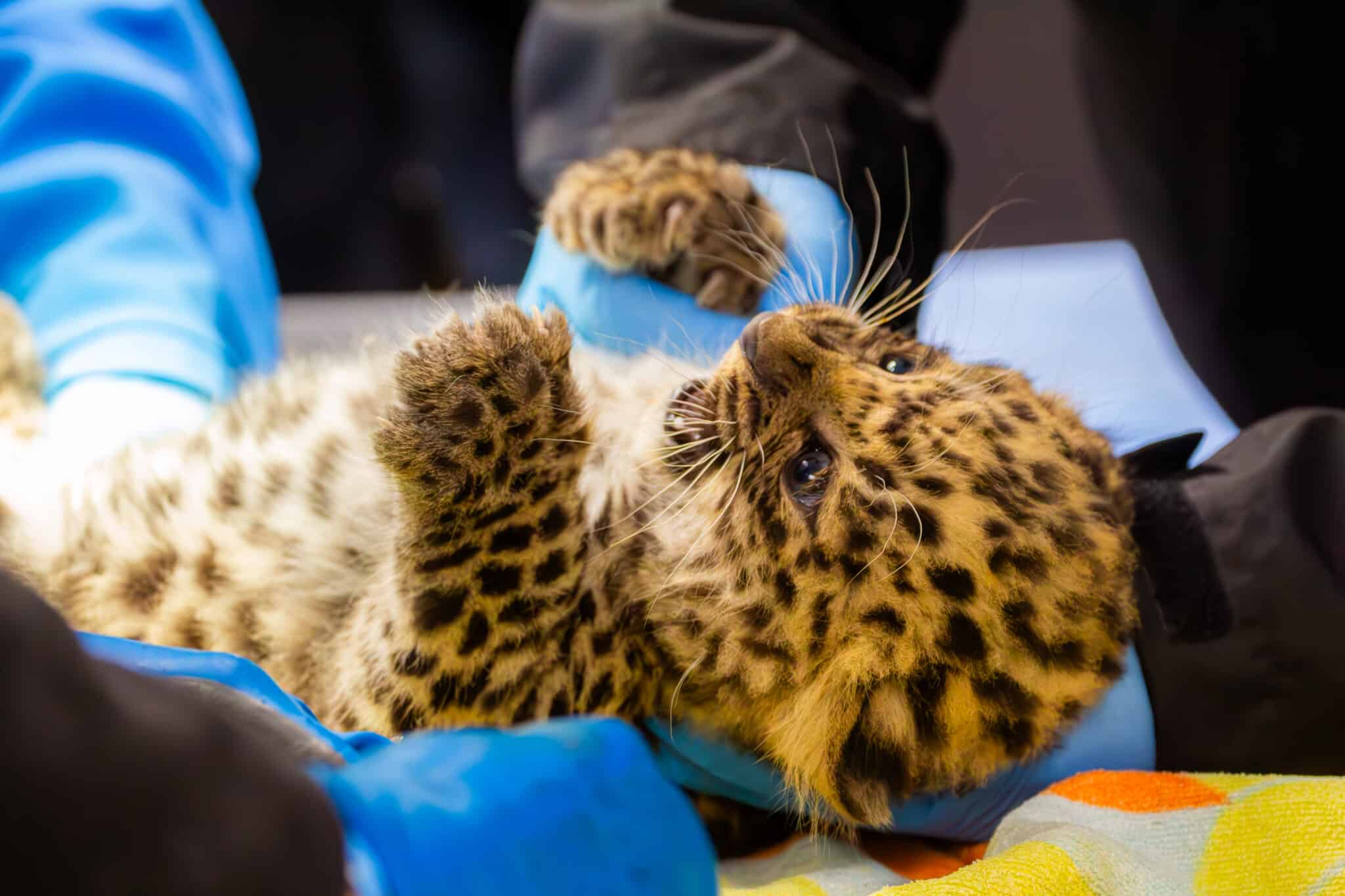 Extraordinaire naissance d'un bébé panthère de l'Amour ! - Parc ...