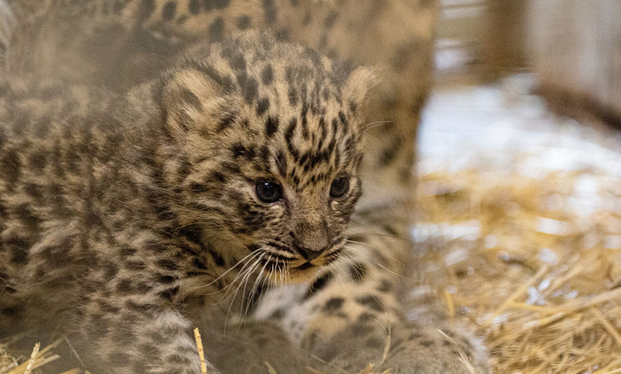 Extraordinaire naissance d'un bébé panthère de l'Amour ! - Parc ...