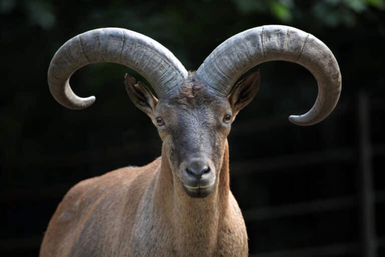 Tur du Caucase - Parc Animalier d'Auvergne